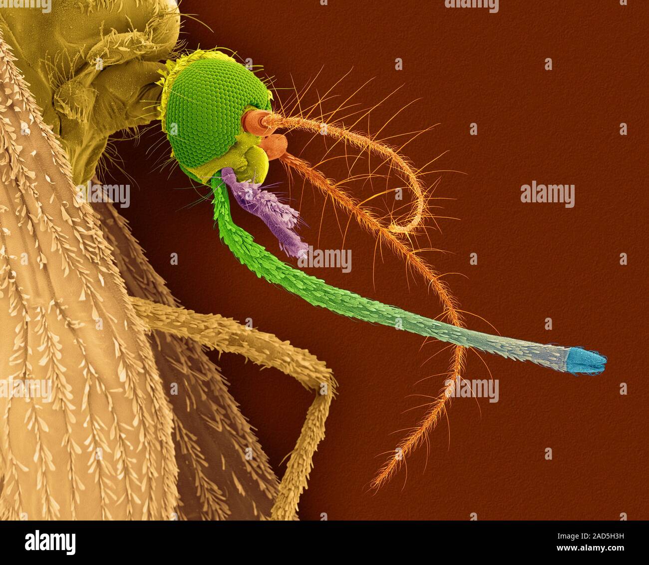 Coloured scanning electron micrograph (SEM) of Northern house mosquito ...