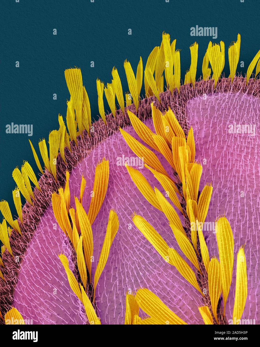 Coloured scanning electron micrograph (SEM) of Common house mosquito ...