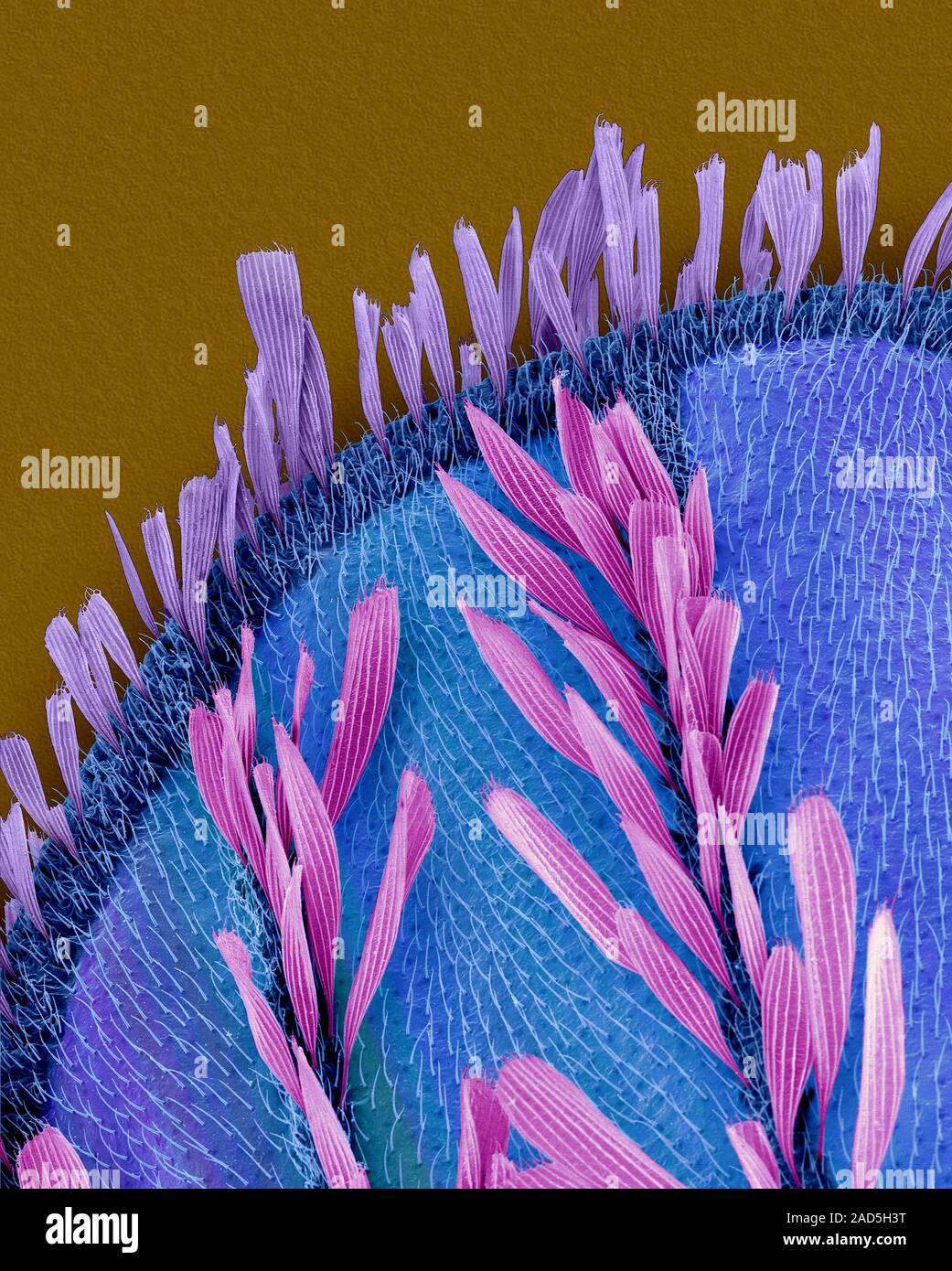 Coloured scanning electron micrograph (SEM) of Common house mosquito ...