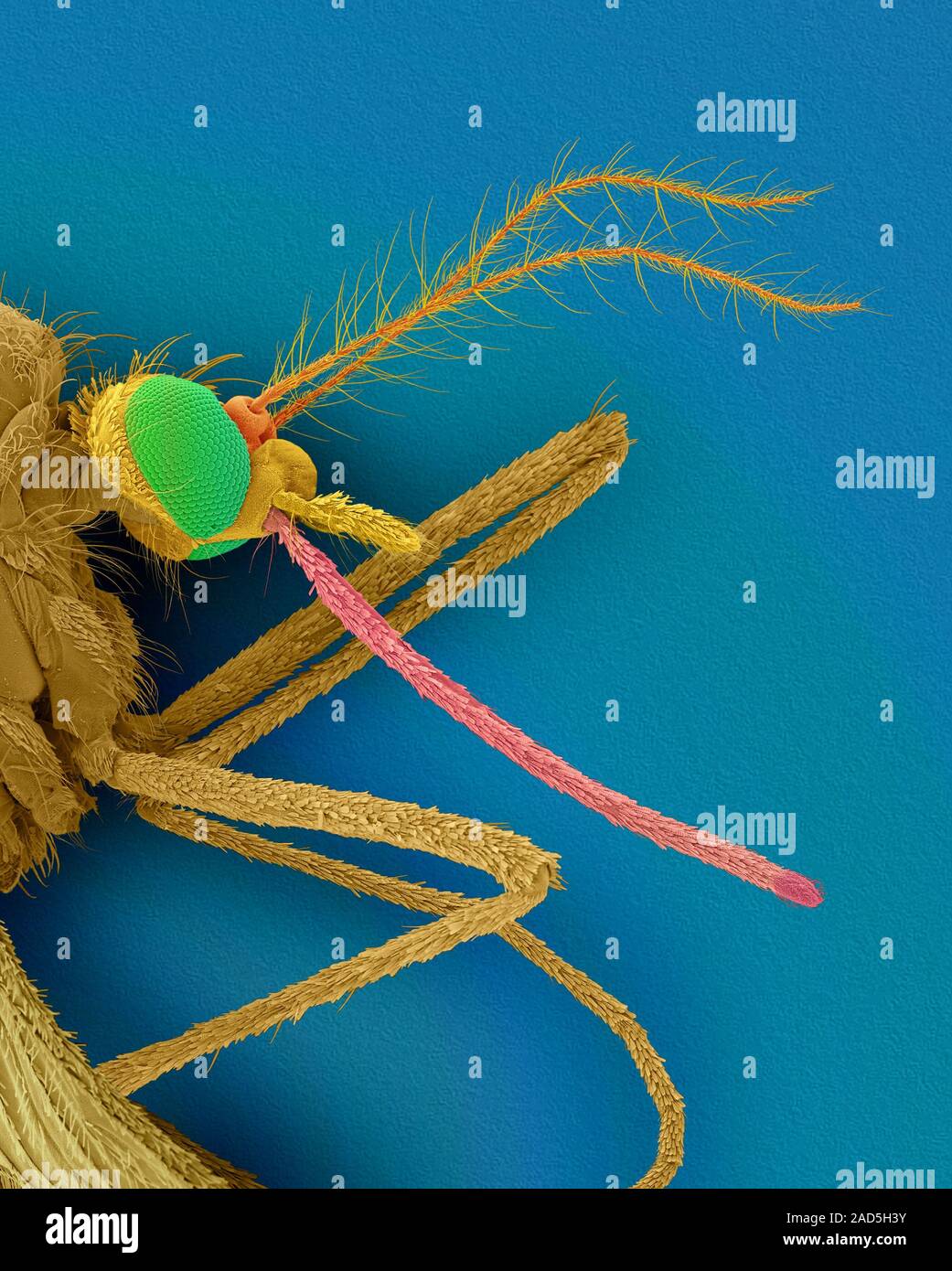 Coloured scanning electron micrograph (SEM) of Common house mosquito ...