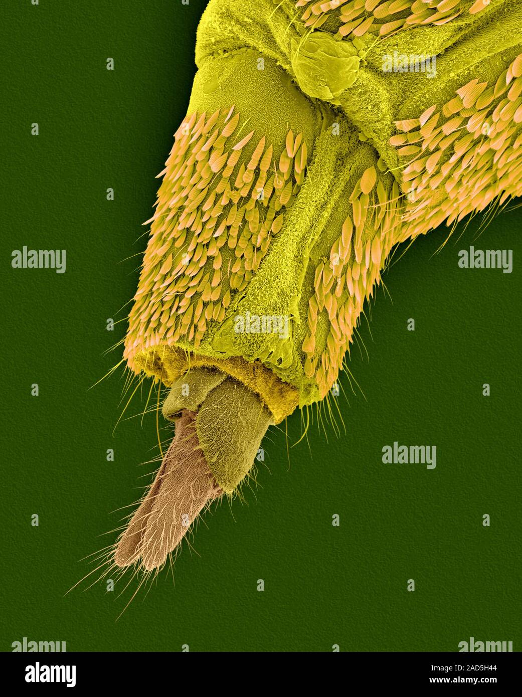 Coloured scanning electron micrograph (SEM) of Common house mosquito ...