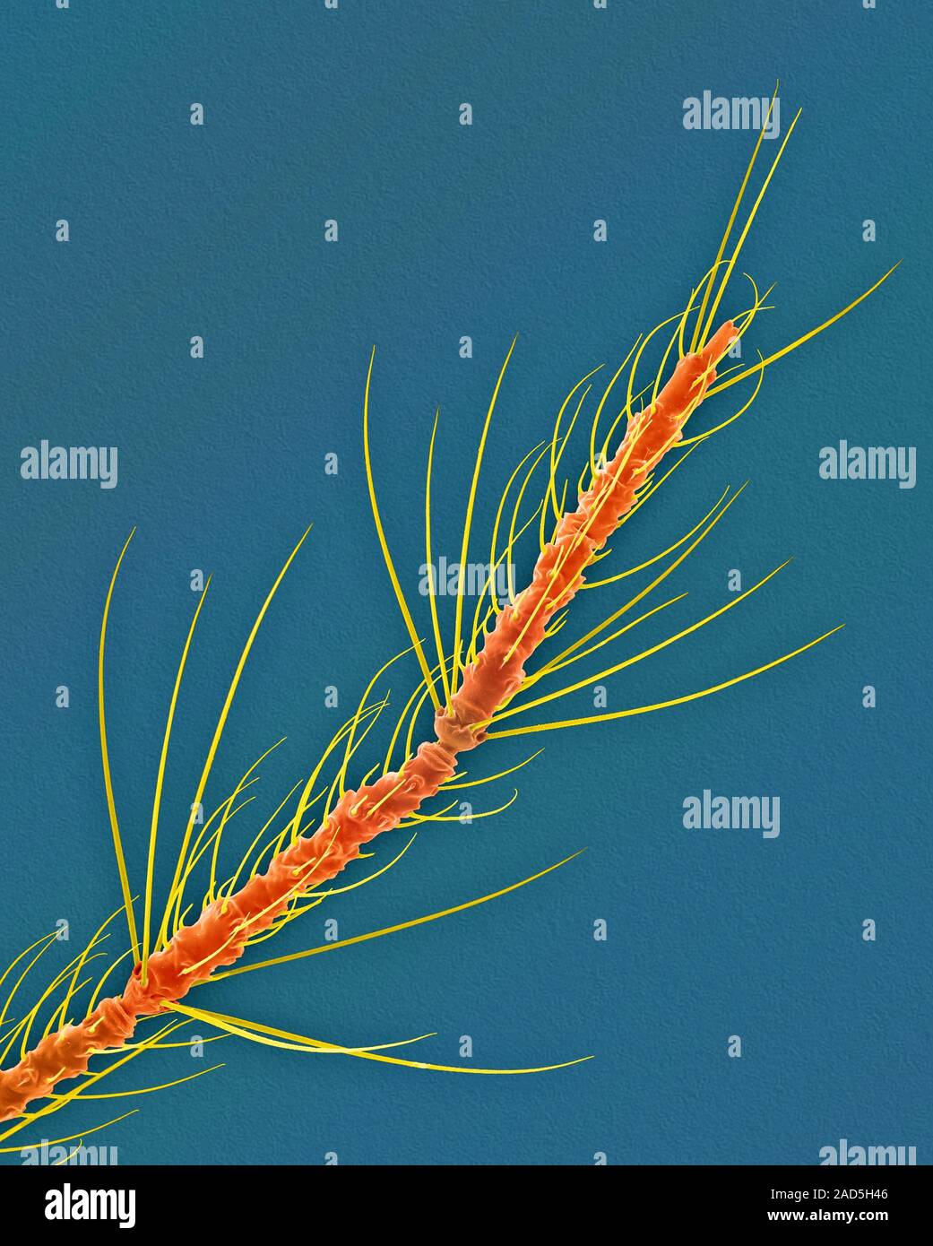 Coloured scanning electron micrograph (SEM) of Common house mosquito ...