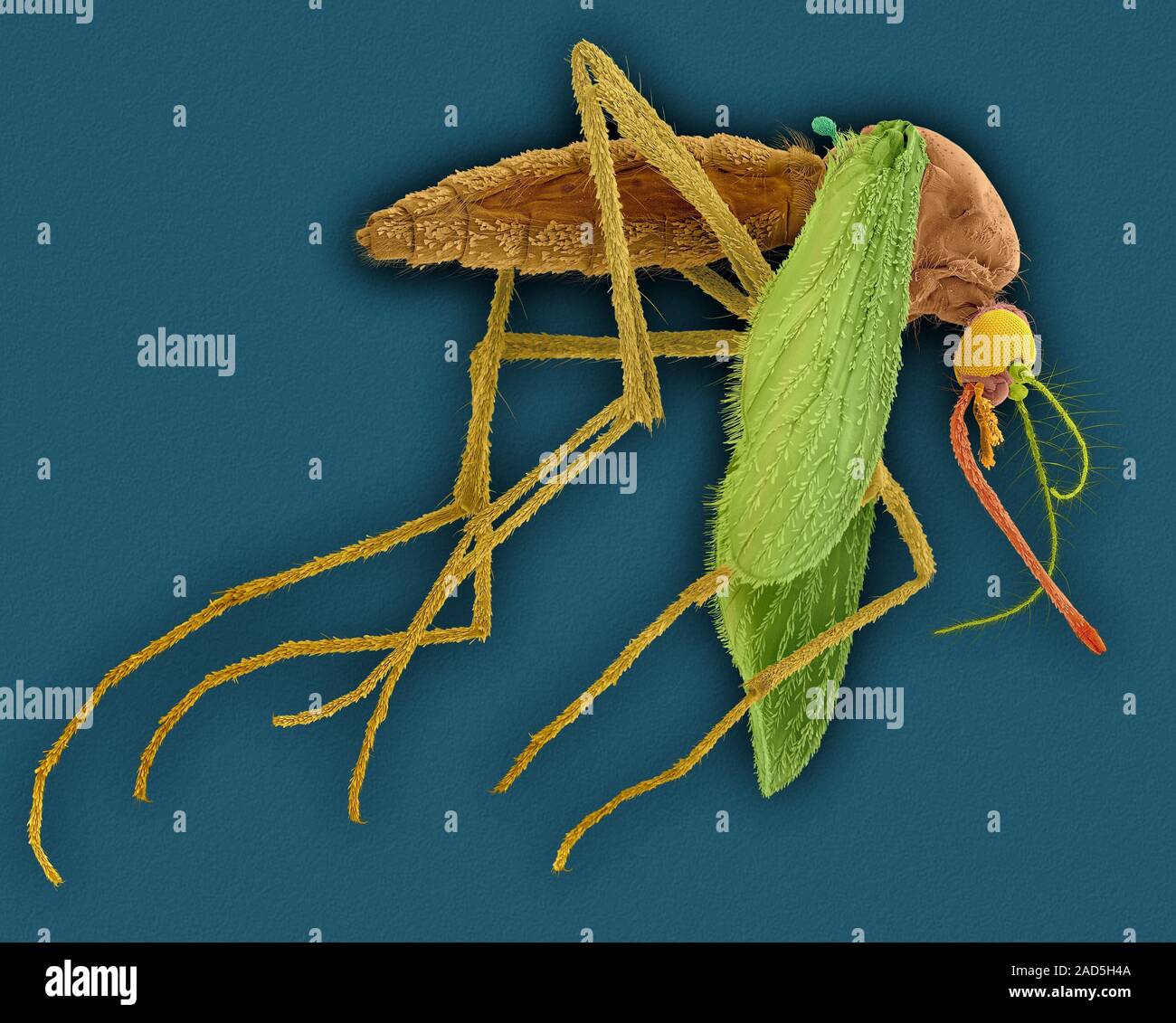 Coloured scanning electron micrograph (SEM) of Common house mosquito ...