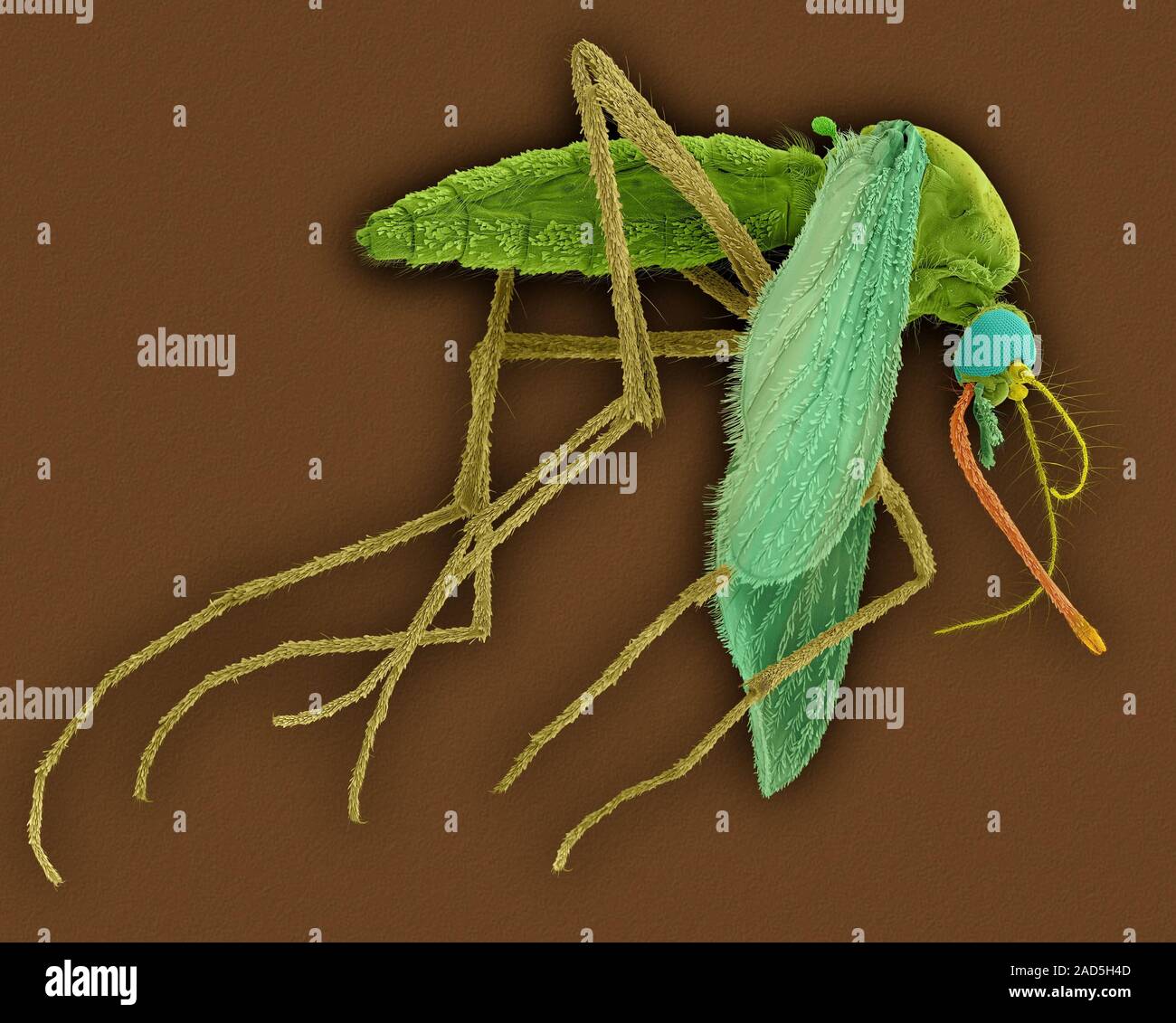 Coloured scanning electron micrograph (SEM) of Common house mosquito ...
