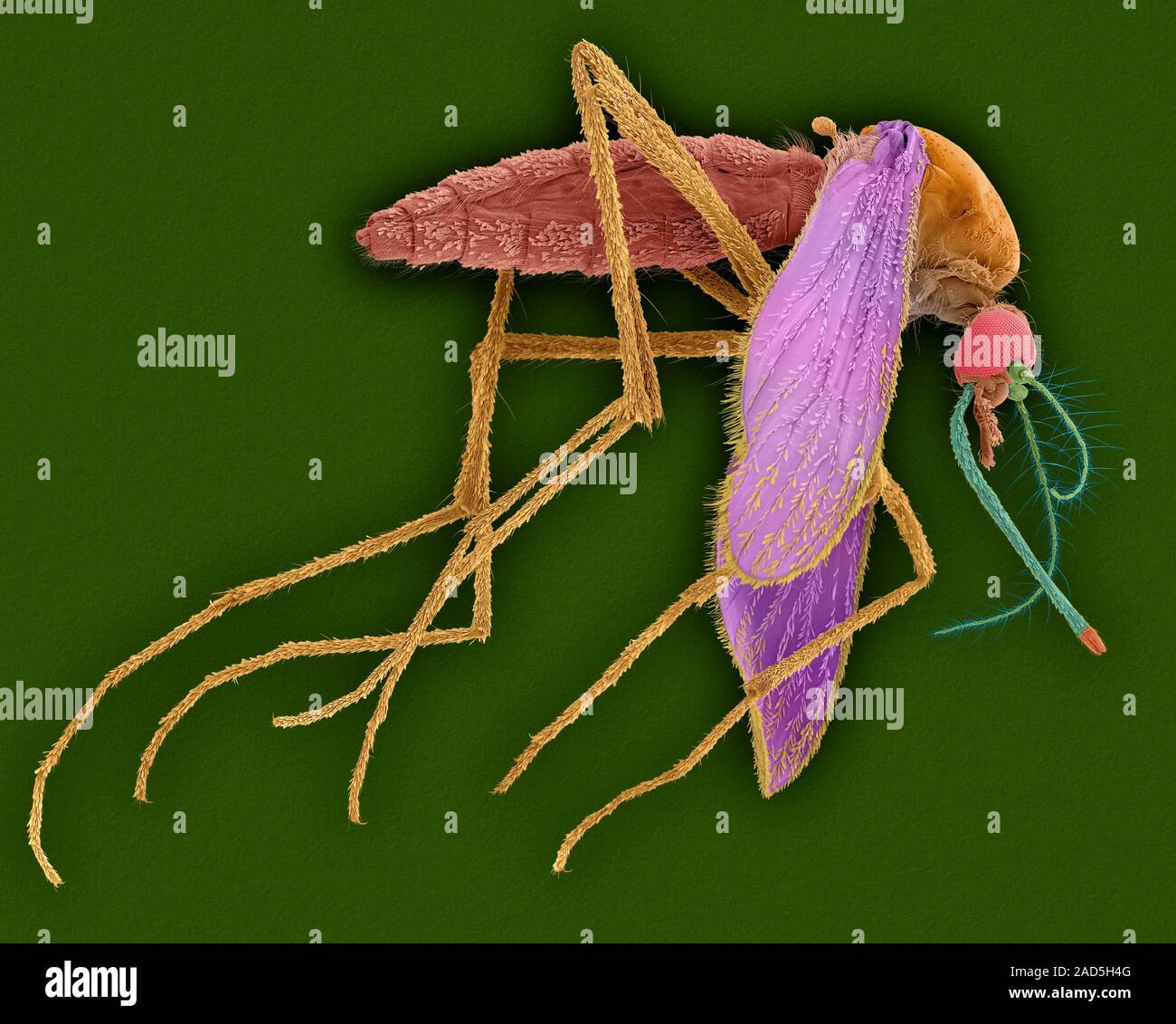 Coloured scanning electron micrograph (SEM) of Common house mosquito ...