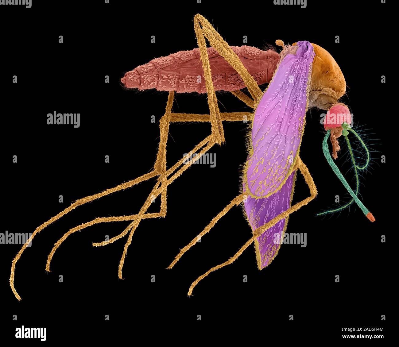 Coloured scanning electron micrograph (SEM) of Common house mosquito ...