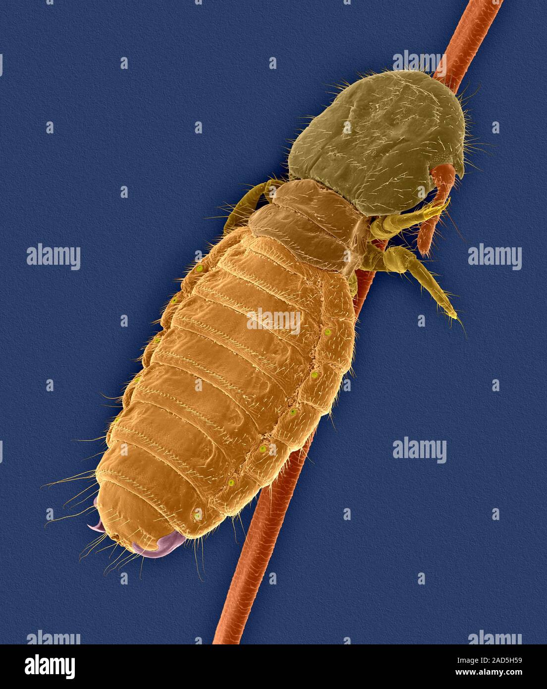 Coloured scanning electron micrograph (SEM) of Angora goat biting louse ...