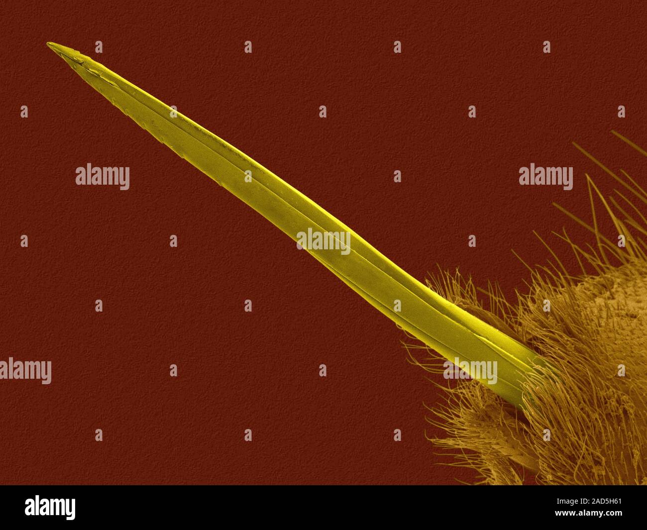 Coloured scanning electron micrograph (SEM) of Western yellowjacket ...