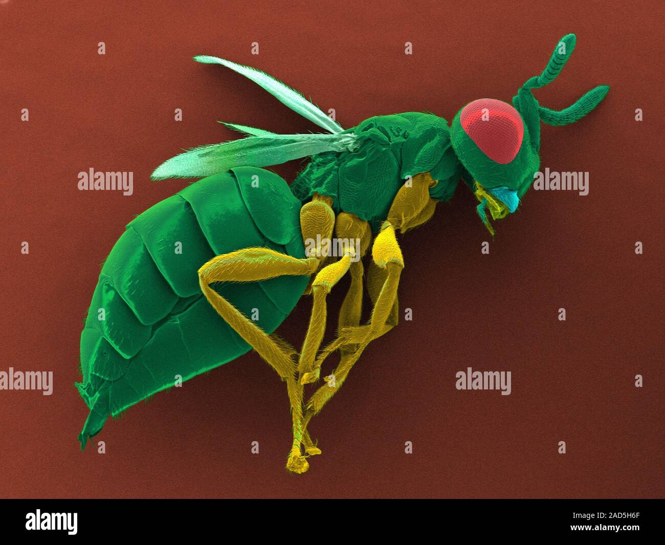 Coloured scanning electron micrograph (SEM) of Male parasitic wasp ...