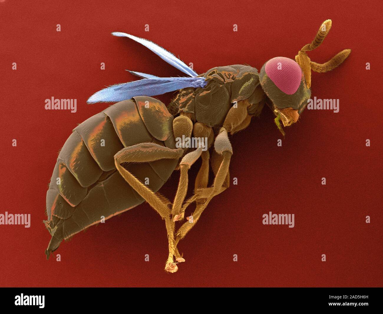 Coloured scanning electron micrograph (SEM) of Male parasitic wasp ...