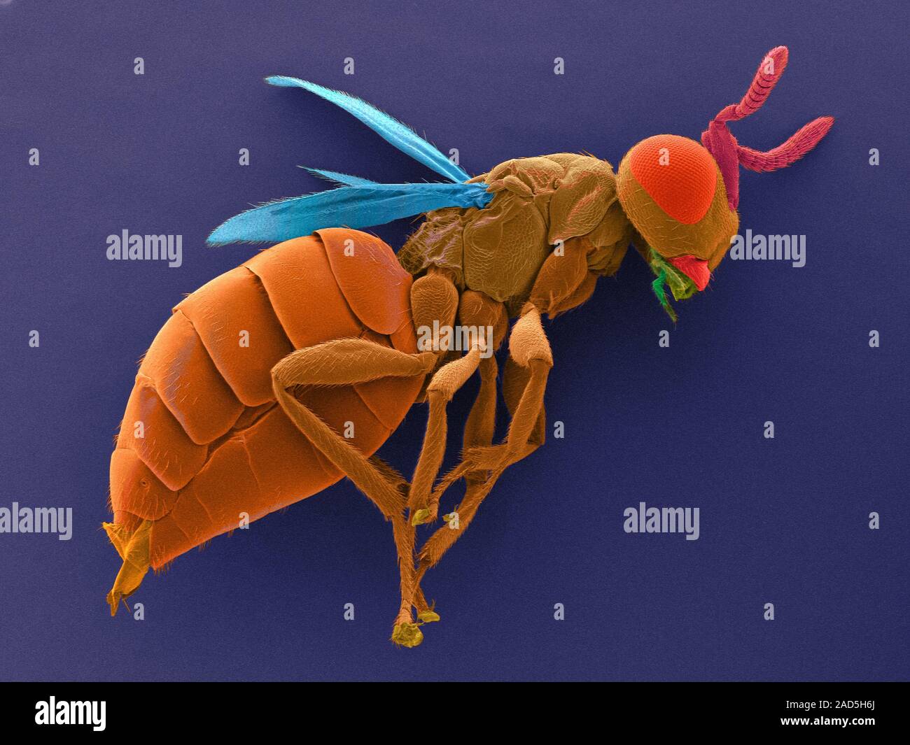 Coloured scanning electron micrograph (SEM) of Male parasitic wasp ...