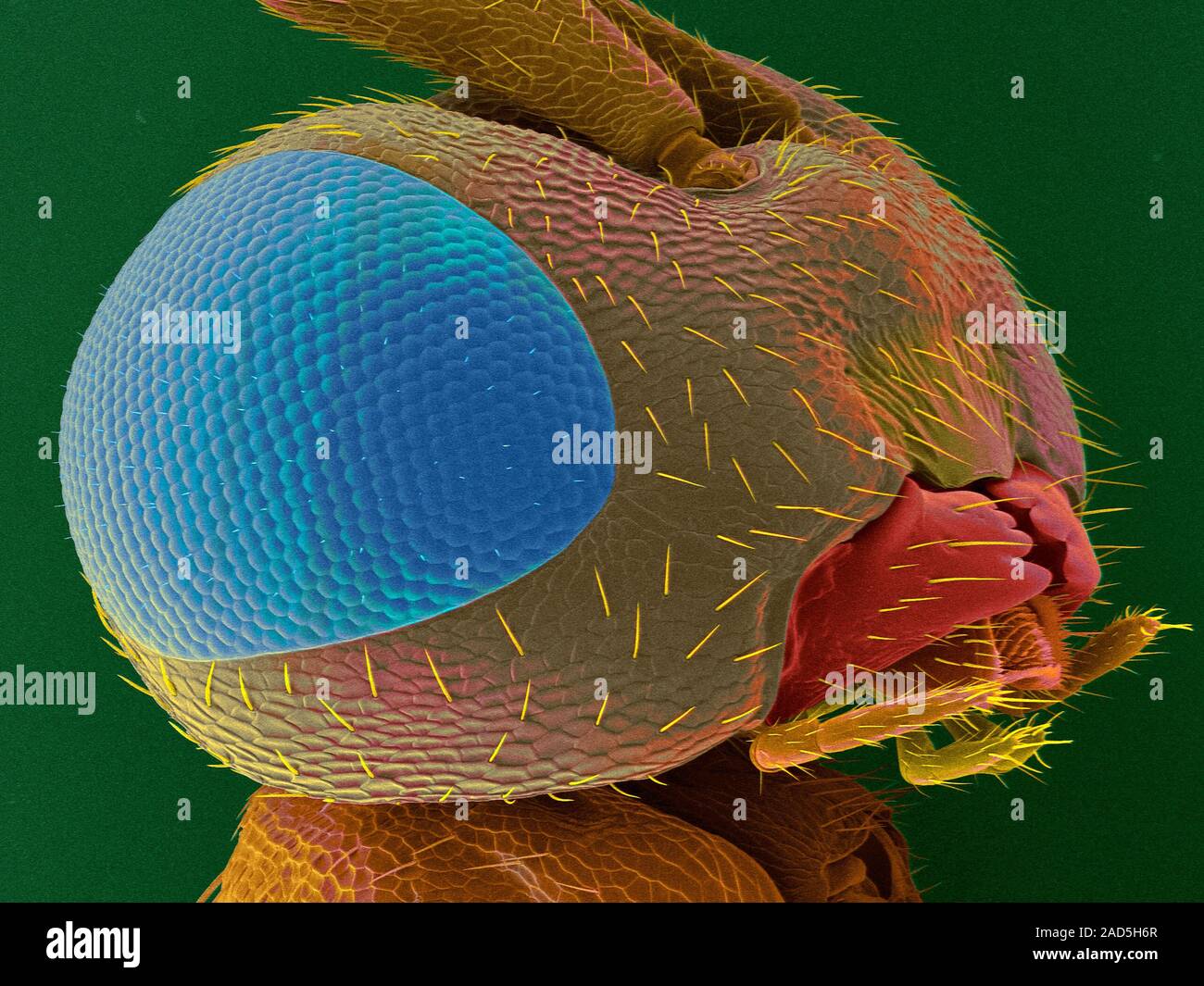 Coloured scanning electron micrograph (SEM) of Male parasitic wasp head ...