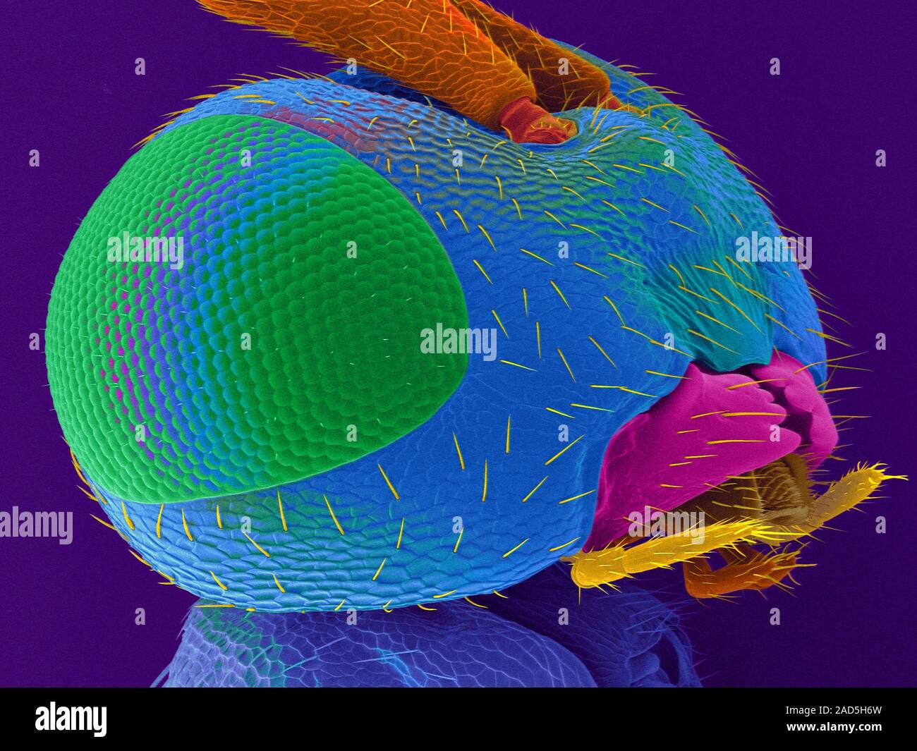 Coloured scanning electron micrograph (SEM) of Male parasitic wasp head ...