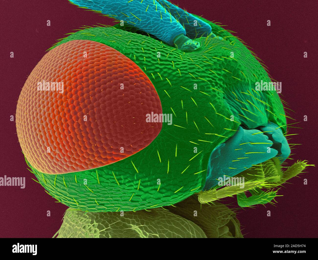 Coloured scanning electron micrograph (SEM) of Male parasitic wasp head ...