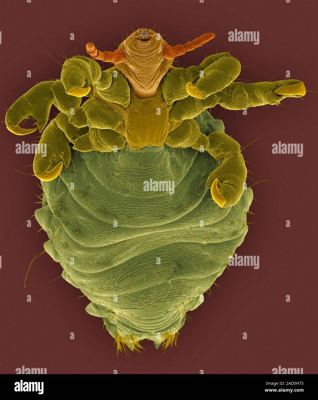 Coloured scanning electron micrograph (SEM) of Short-nosed cattle louse ...