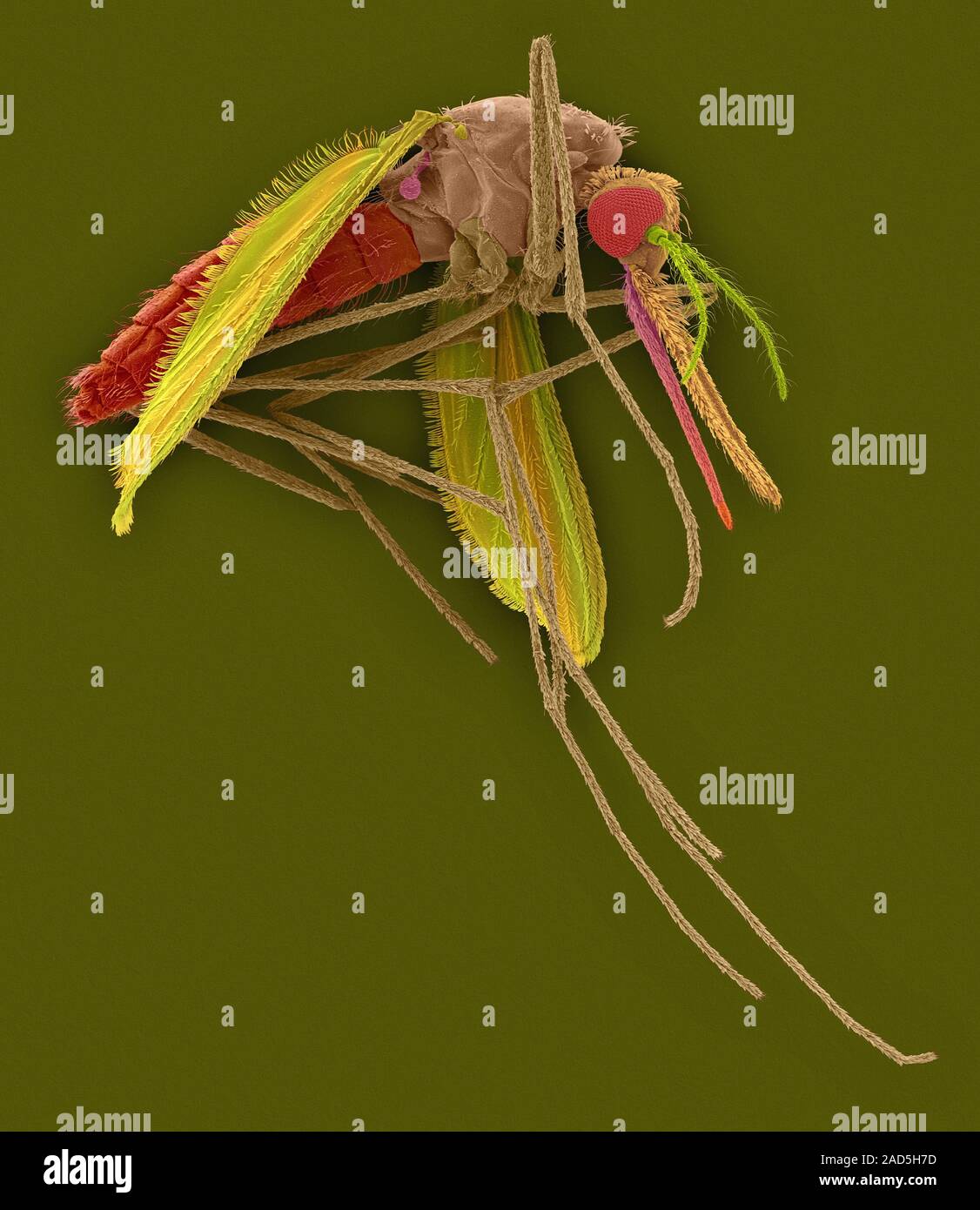 Coloured scanning electron micrograph (SEM) of Anopheles stephensi ...