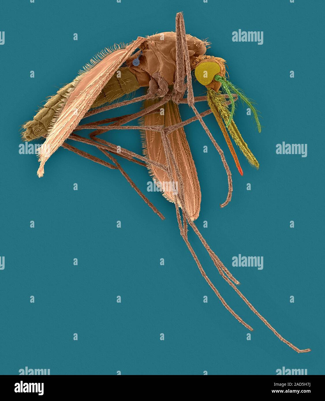 Coloured scanning electron micrograph (SEM) of Anopheles stephensi ...