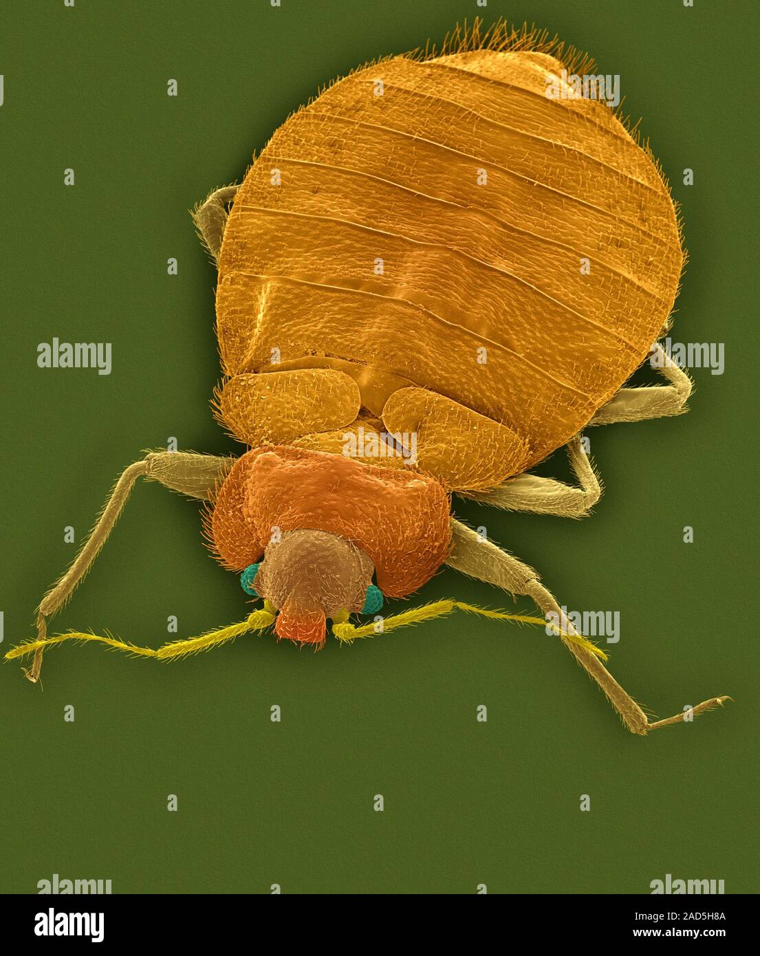 Coloured scanning electron micrograph (SEM) of Bed bug (Cimex ...