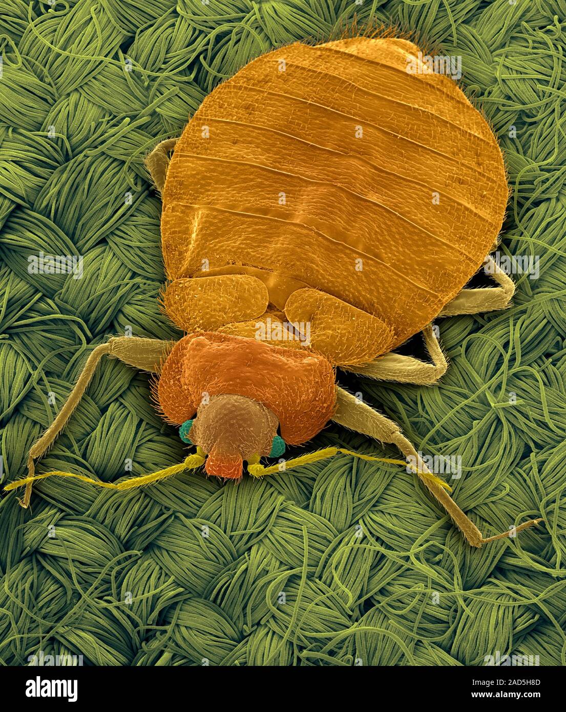 Coloured scanning electron micrograph (SEM) of Bed bug (Cimex ...