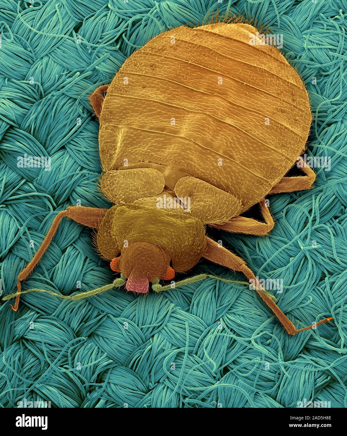 Coloured scanning electron micrograph (SEM) of Bed bug (Cimex ...