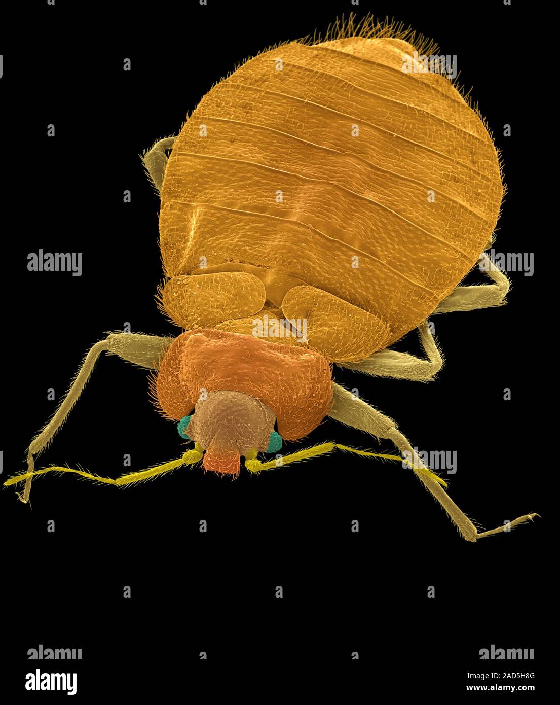 Coloured scanning electron micrograph (SEM) of Bed bug (Cimex ...