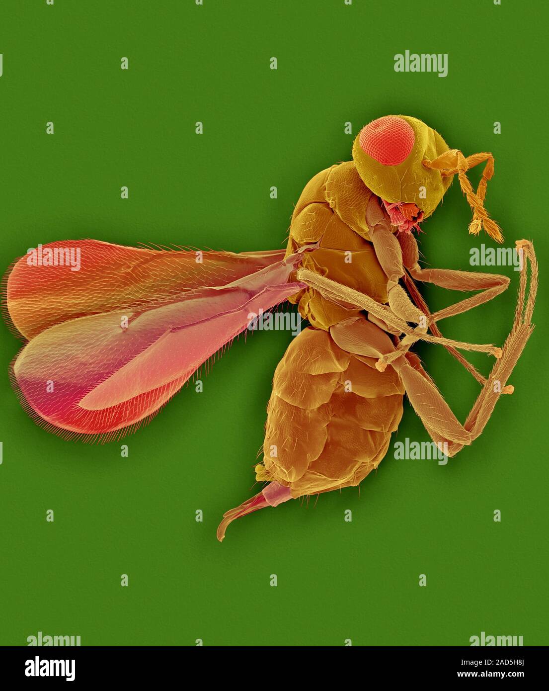 Coloured scanning electron micrograph (SEM) of Erythrina gall wasp ...