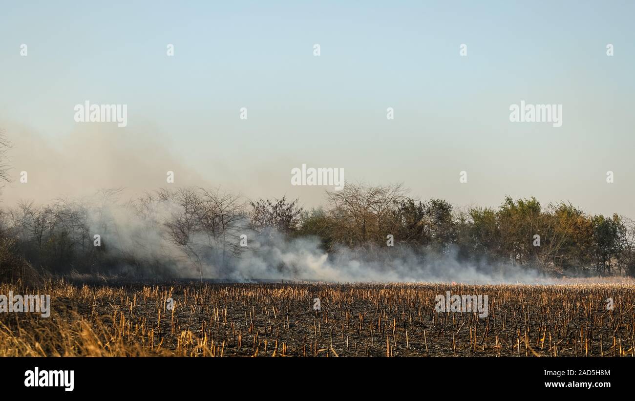 Fire set on corn field by irresponsible farmer .Burning corn field ...