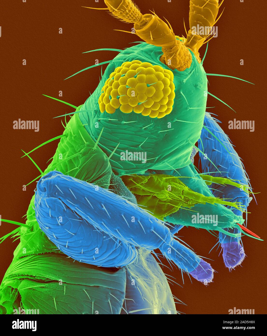 Coloured scanning electron micrograph (SEM) of Western flower thrips ...