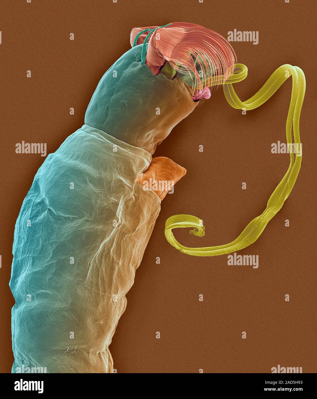 Coloured scanning electron micrograph (SEM) of Black fly larva ...