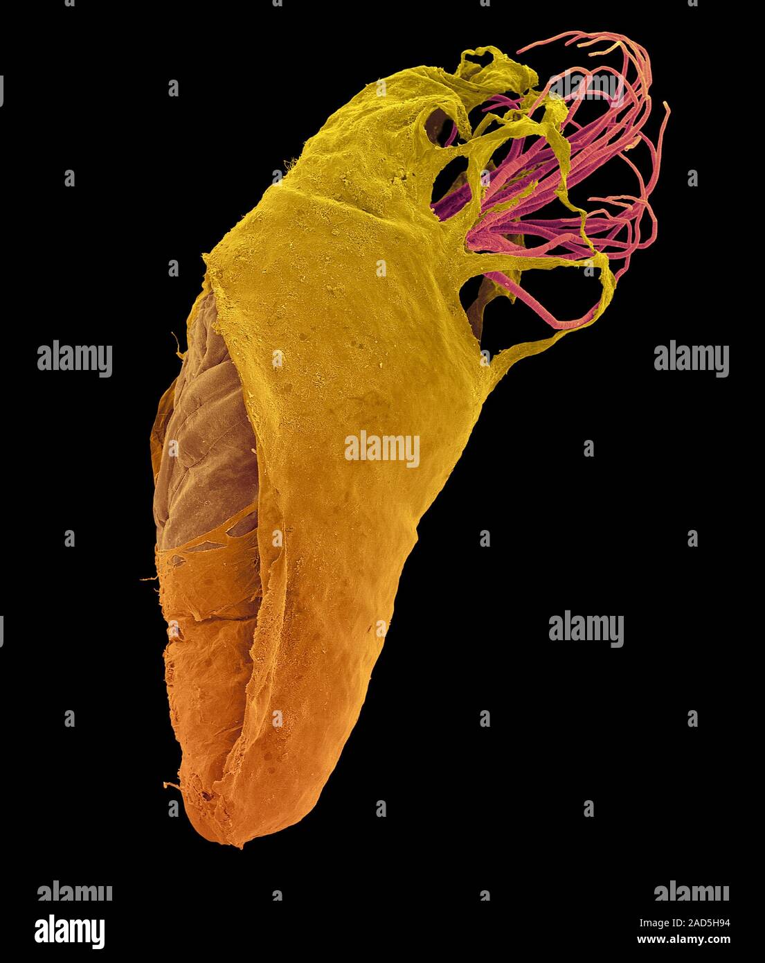 Coloured scanning electron micrograph (SEM) of Black fly pupa (Simulium ...