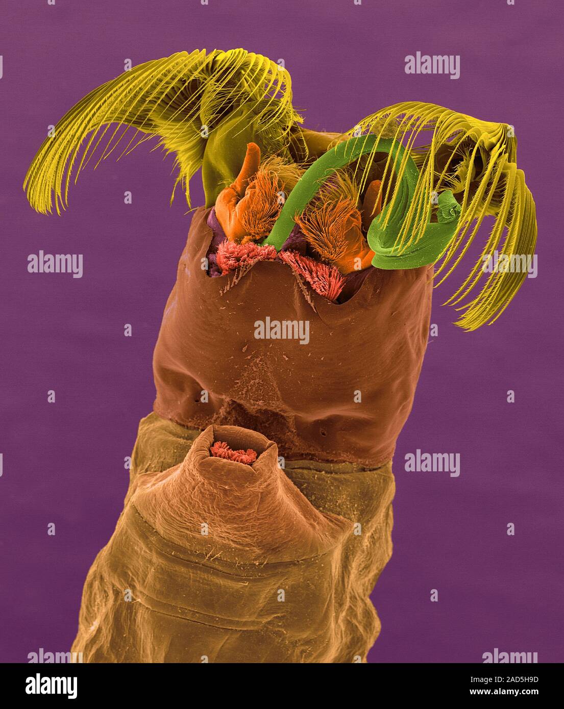 Coloured scanning electron micrograph (SEM) of Black fly larva ...