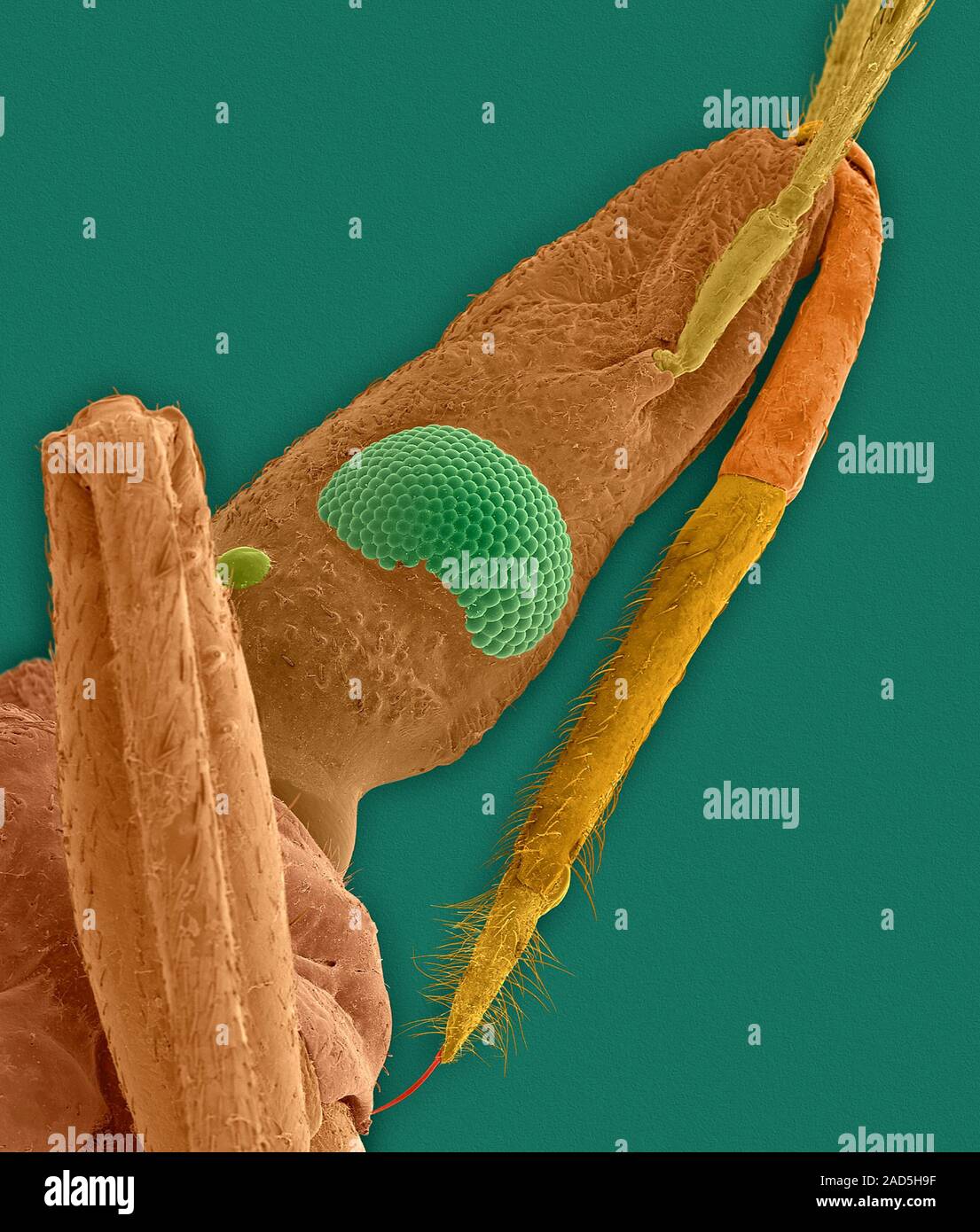 Coloured scanning electron micrograph (SEM) of Western conenose or ...
