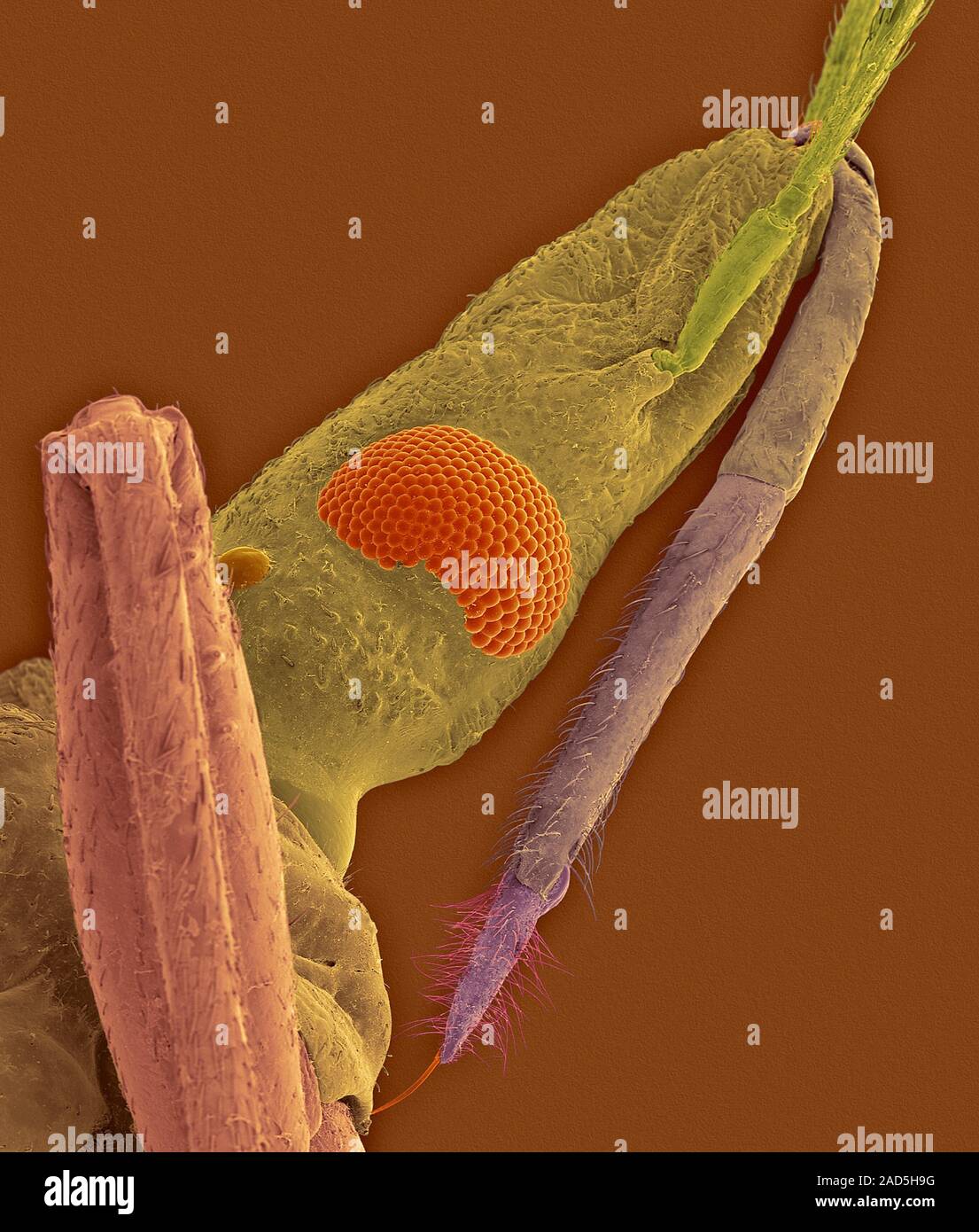 Coloured scanning electron micrograph (SEM) of Western conenose or ...