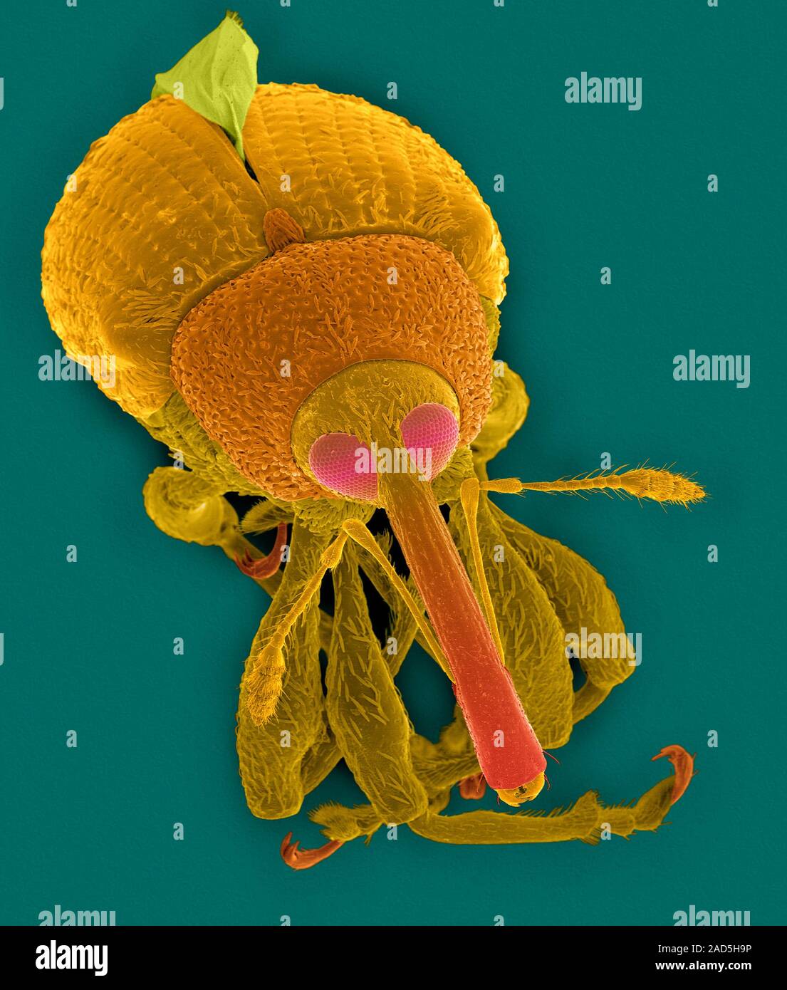 Coloured scanning electron micrograph (SEM) of Pepper weevil ...