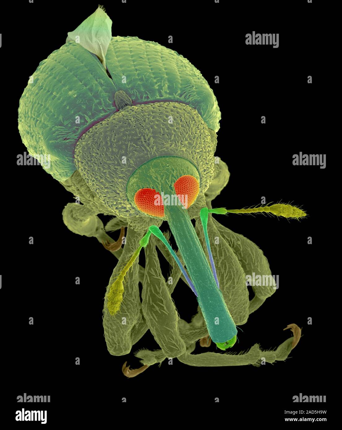 Coloured scanning electron micrograph (SEM) of Pepper weevil ...