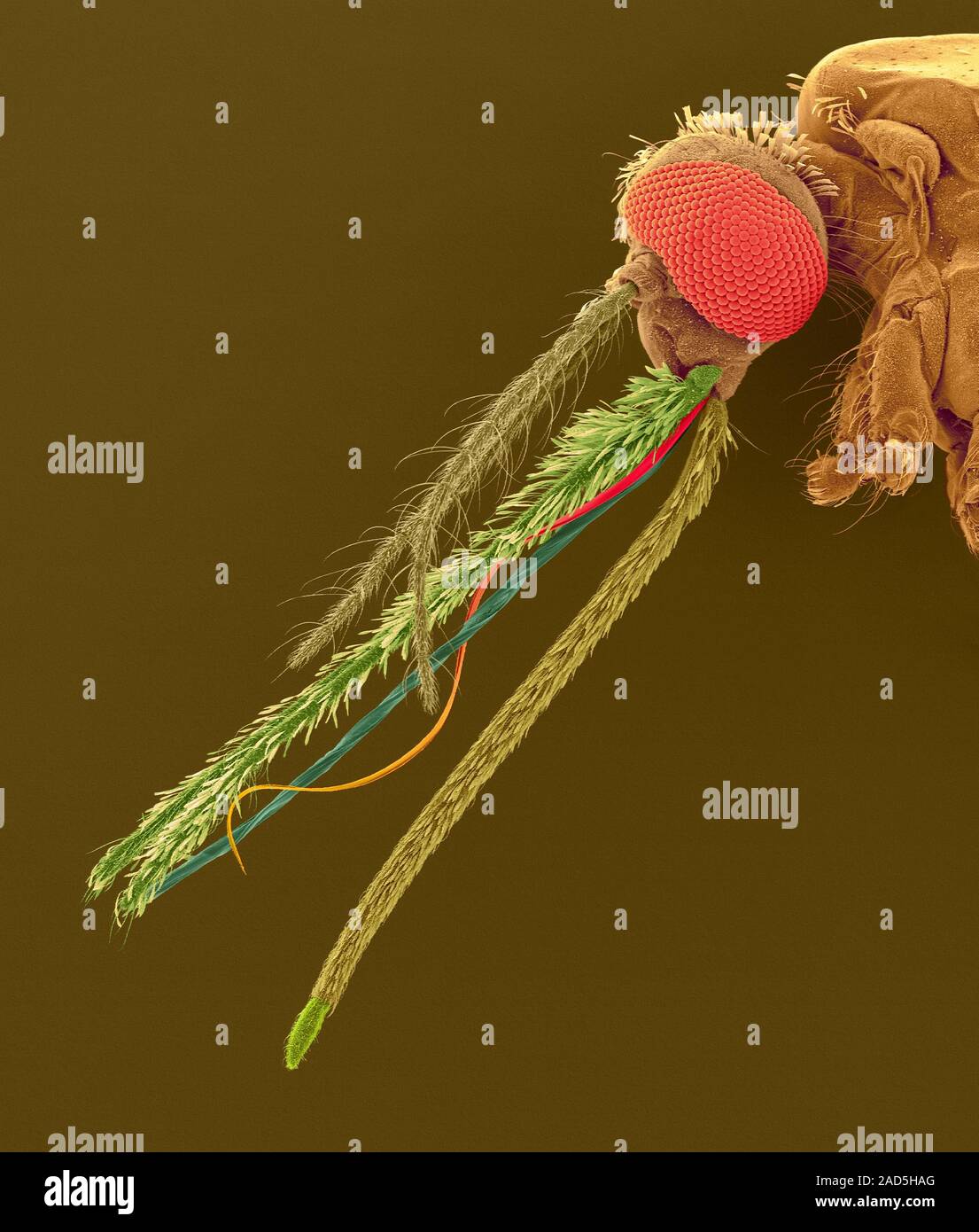 Coloured scanning electron micrograph (SEM) of Anopheles gambiae ...