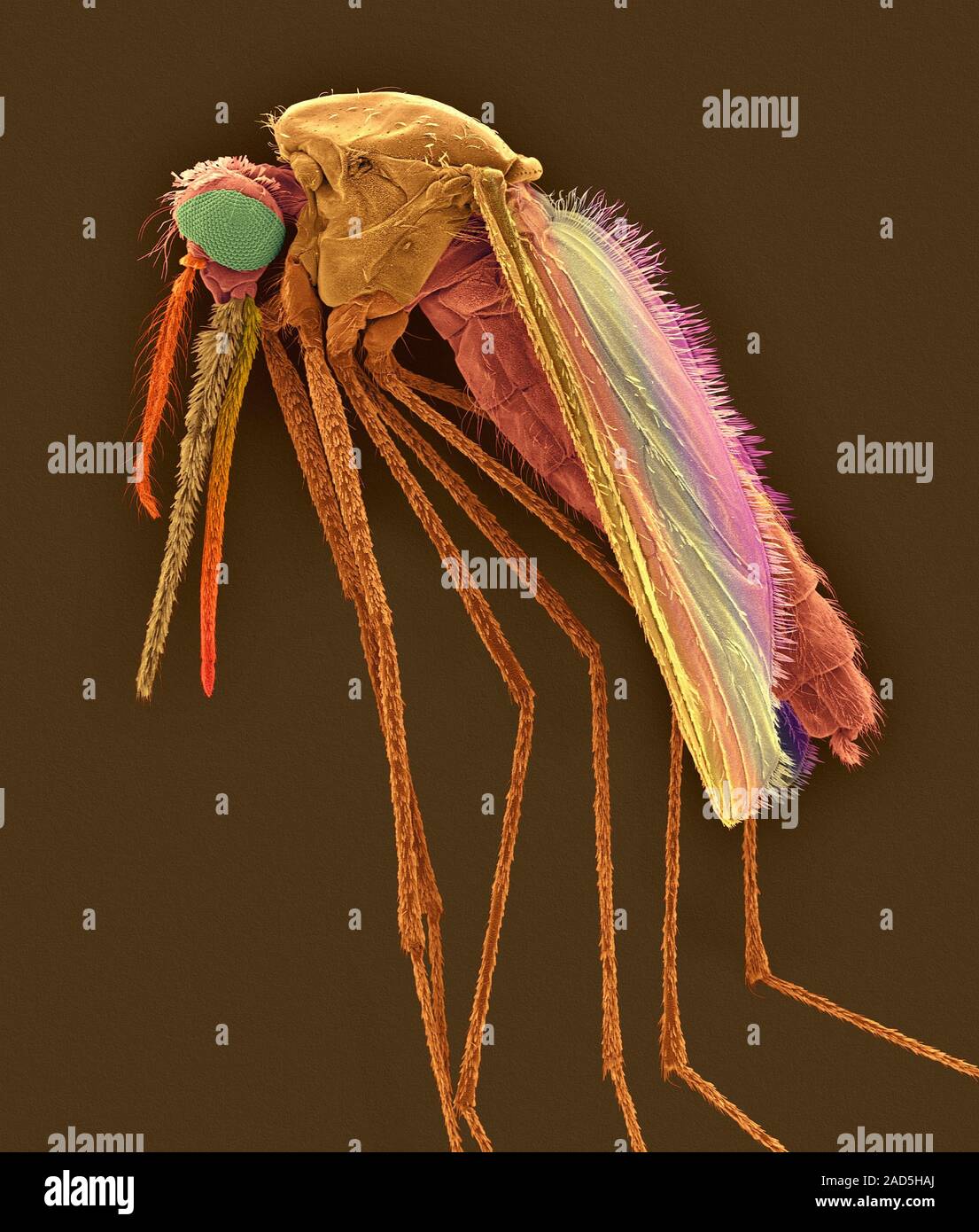 Coloured scanning electron micrograph (SEM) of Anopheles gambiae ...