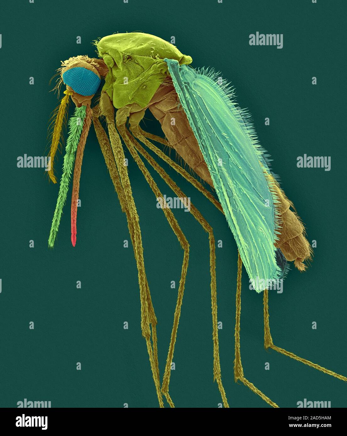Coloured scanning electron micrograph (SEM) of Anopheles gambiae ...