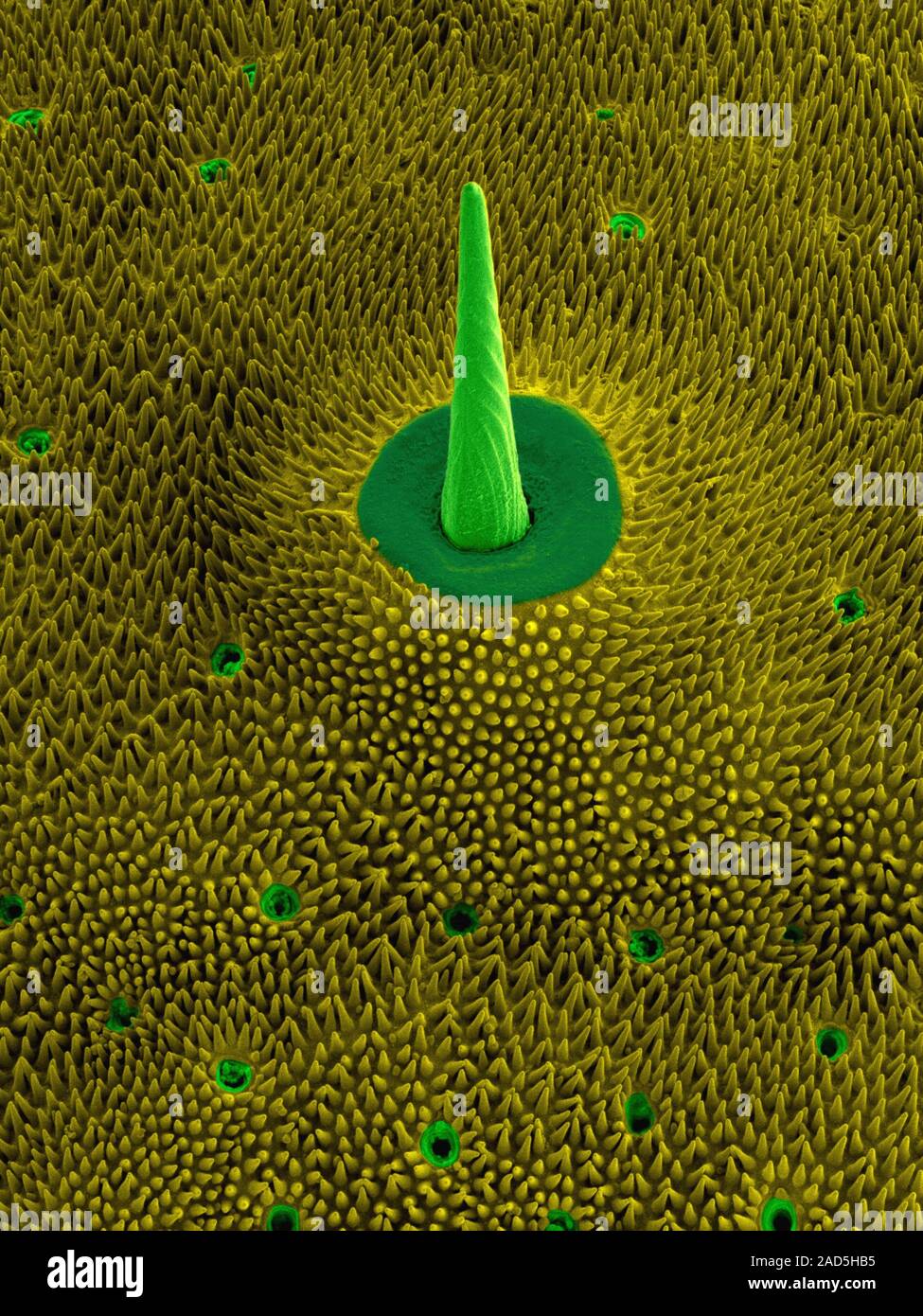 Coloured scanning electron micrograph (SEM) of Camel cricket dorsal ...