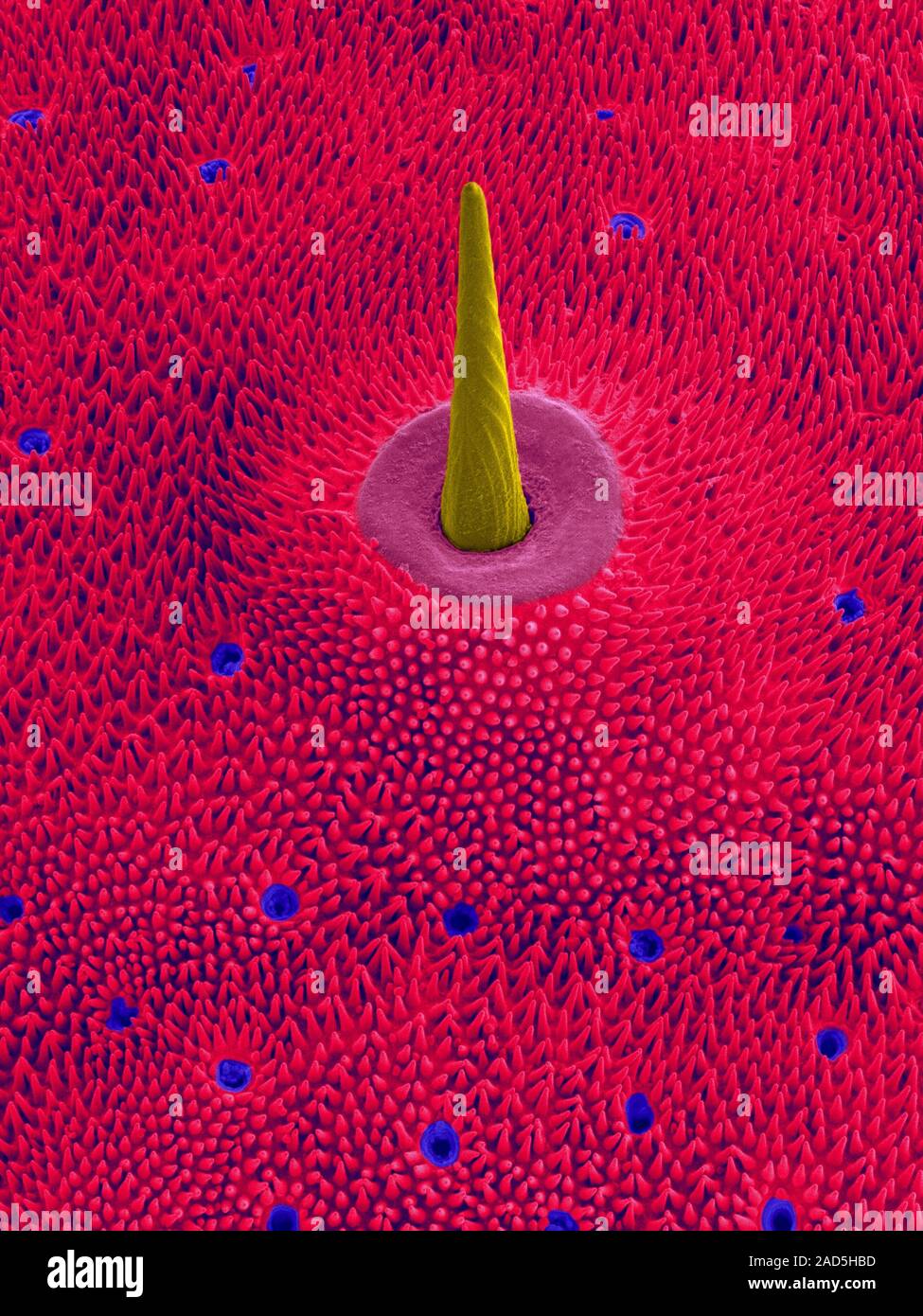 Coloured scanning electron micrograph (SEM) of Camel cricket dorsal ...