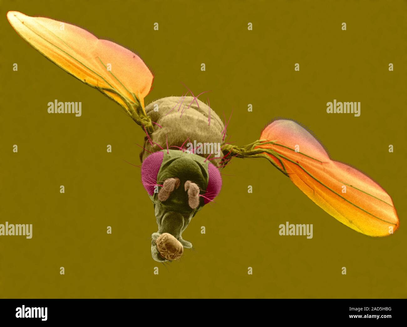 Coloured scanning electron micrograph (SEM) of Fruit fly, Drosophila ...