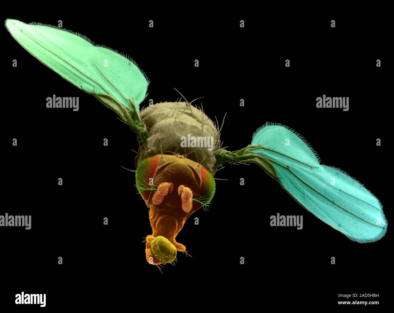 Coloured scanning electron micrograph (SEM) of Fruit fly, Drosophila ...