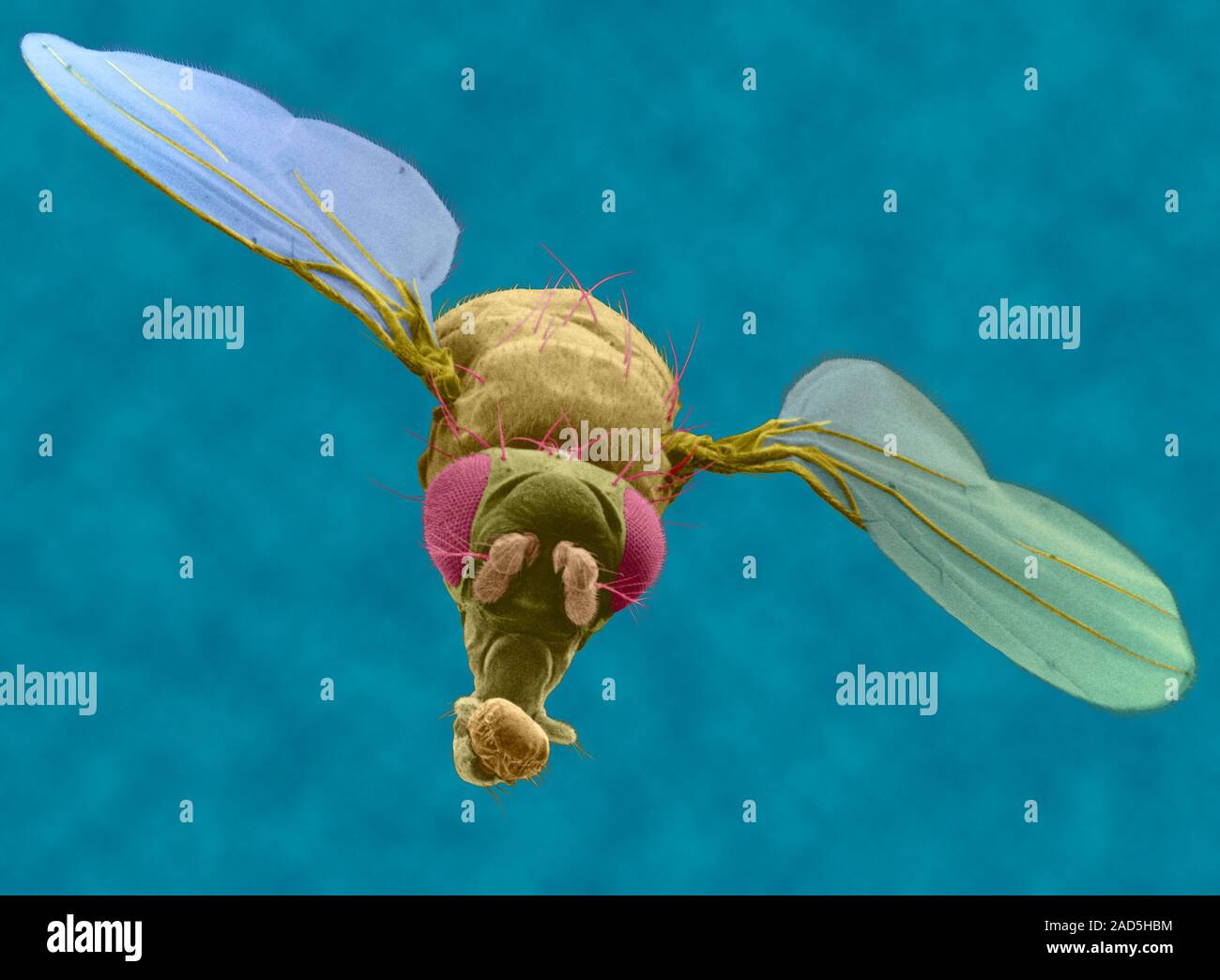 Coloured scanning electron micrograph (SEM) of Fruit fly, Drosophila ...