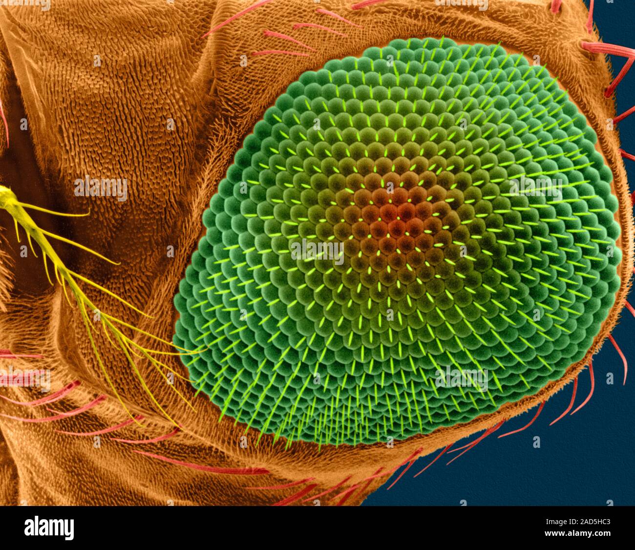Coloured scanning electron micrograph (SEM) of Fruit fly compound eye ...