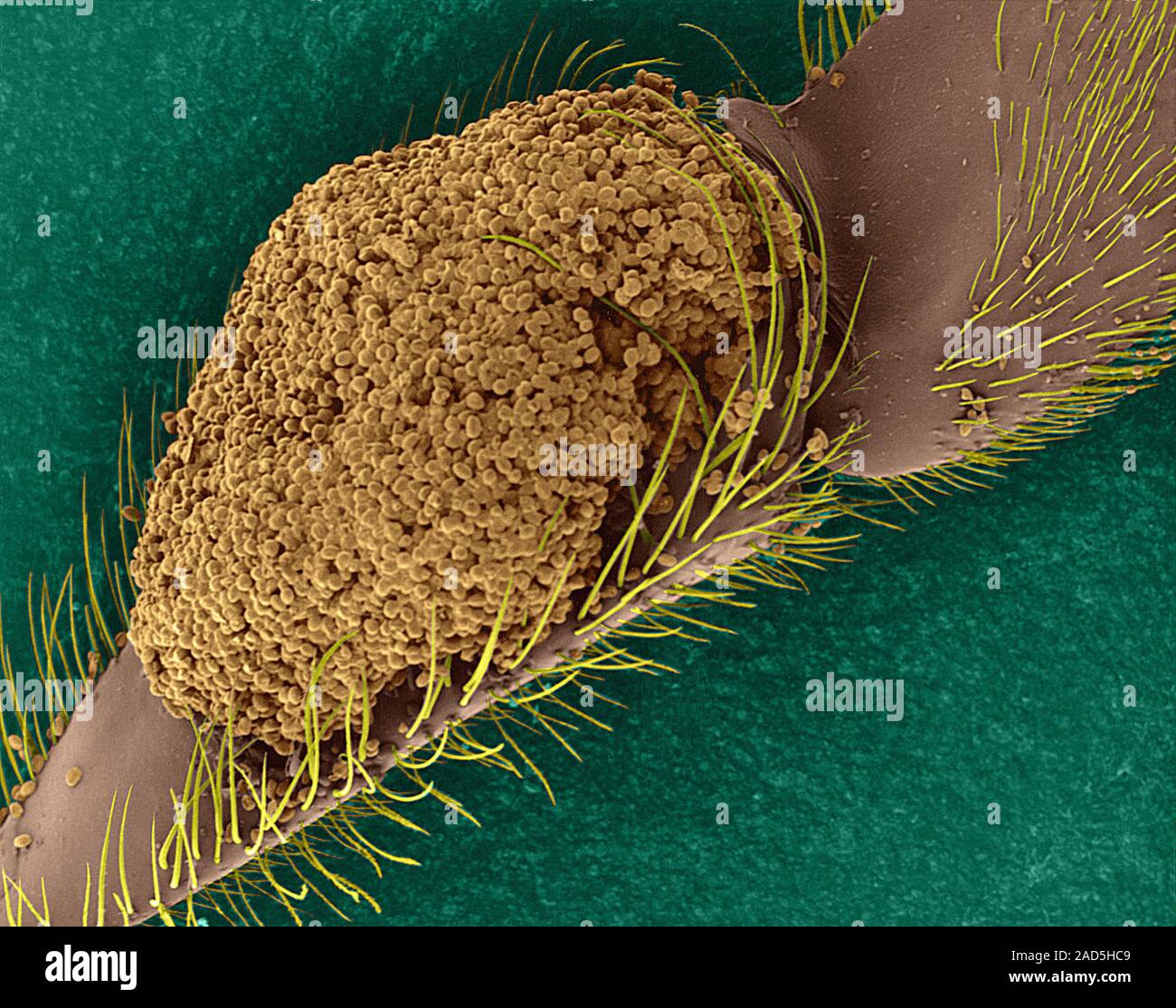 Coloured scanning electron micrograph (SEM) of Honey bee (Apis ...