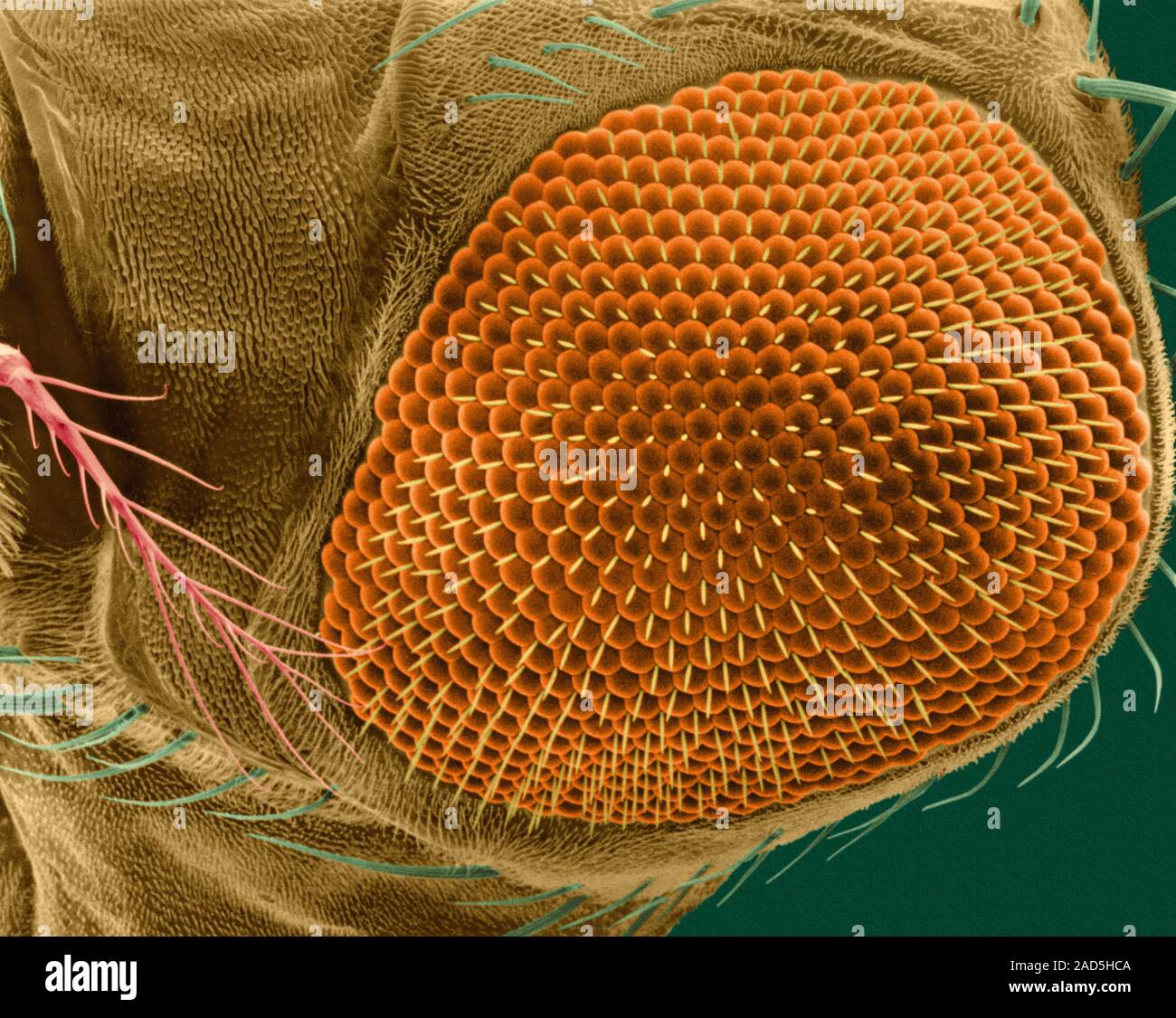 Coloured scanning electron micrograph (SEM) of Fruit fly compound eye ...
