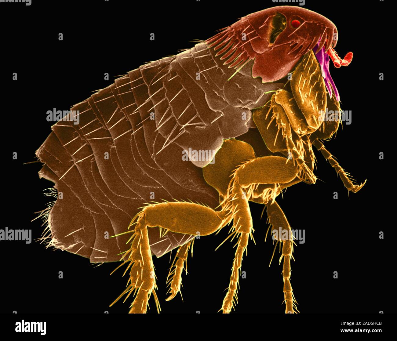 Coloured scanning electron micrograph (SEM) of a common dog flea ...
