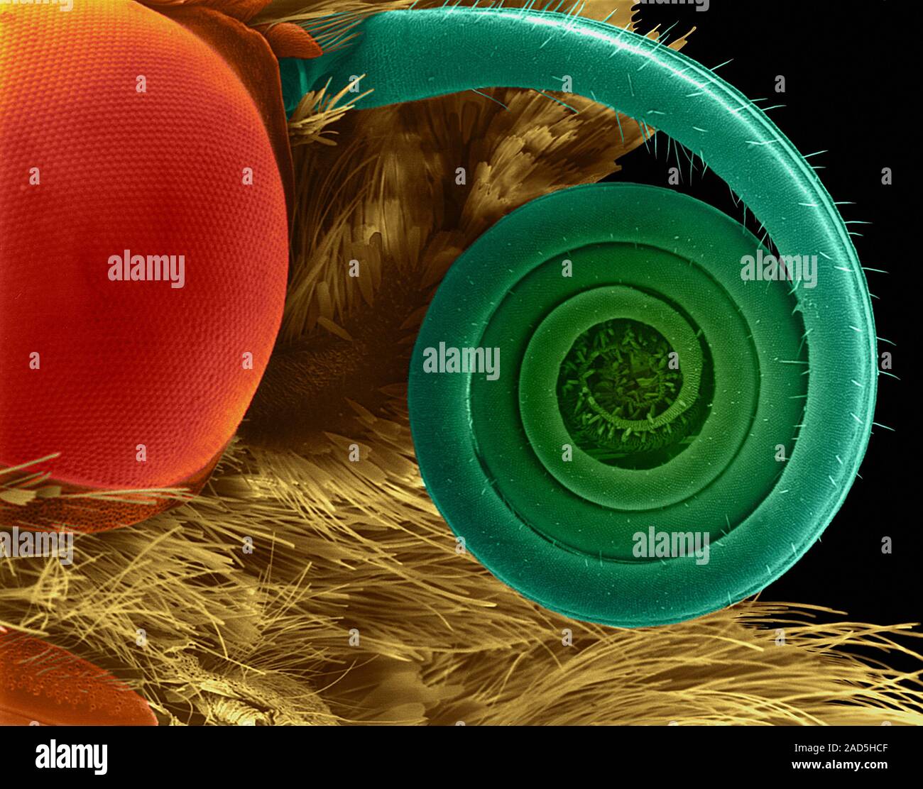 Coloured scanning electron micrograph (SEM) of Proboscis and compound ...