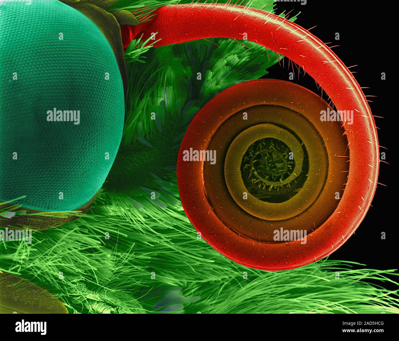 Coloured scanning electron micrograph (SEM) of Proboscis and compound ...