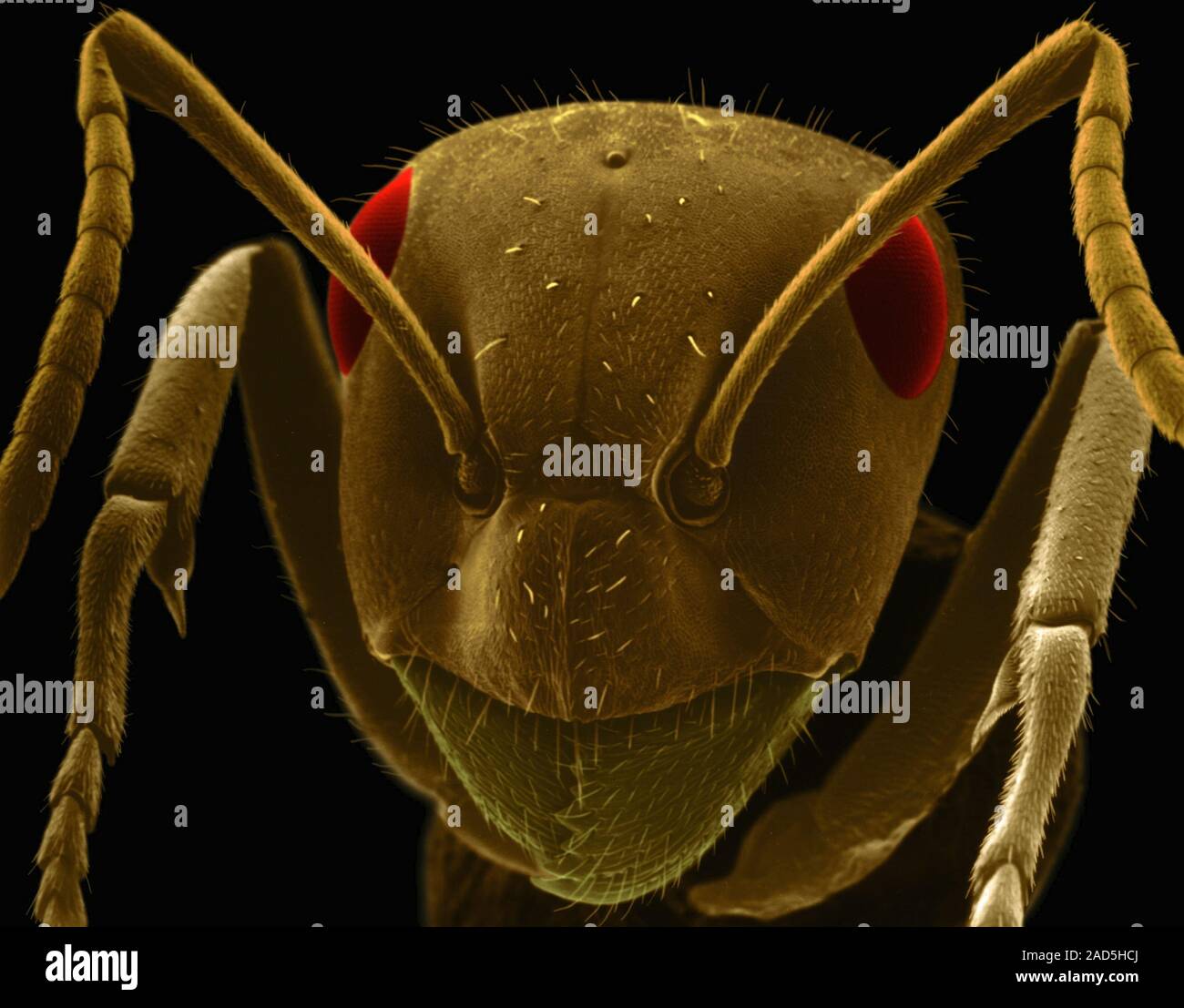 Coloured scanning electron micrograph (SEM) of Western thatching ant ...